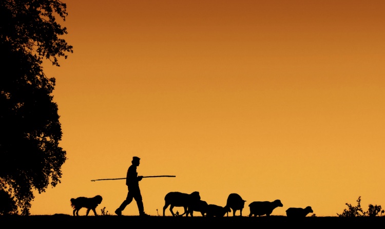 Observatório Teológico: Os pastores de hoje ainda são médicos de almas?