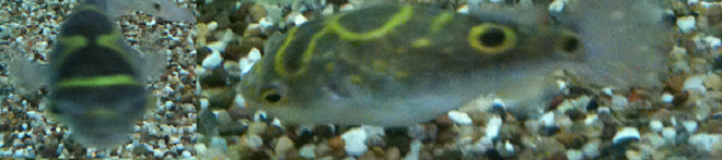 How to buy a Figure Eight (8) Puffer Fish