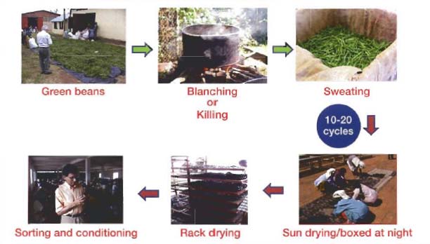 8CETERA: VANILLA CURING