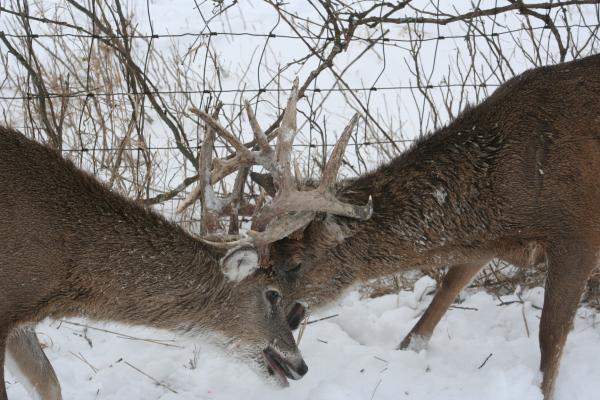 Outdoor Nebraska - Nebraska Game & Parks: Deer Hunters Free Bucks With ...