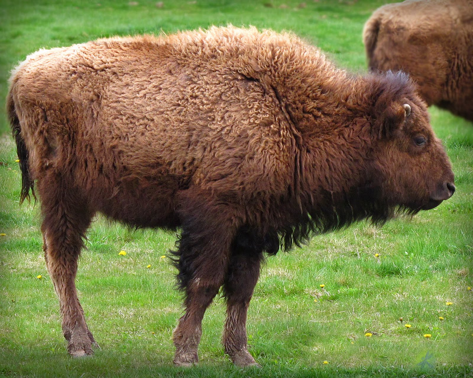 Chronicles of Whimsy: Where the Buffalo Roam
