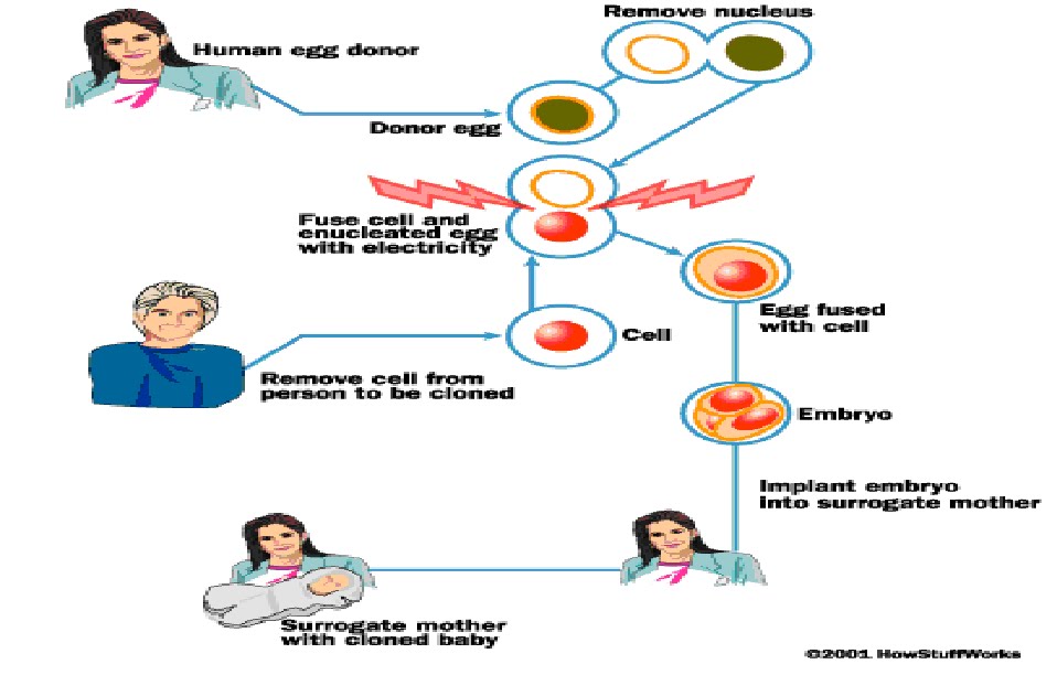 Kloning: Kloning tot voordeel van ons lewe