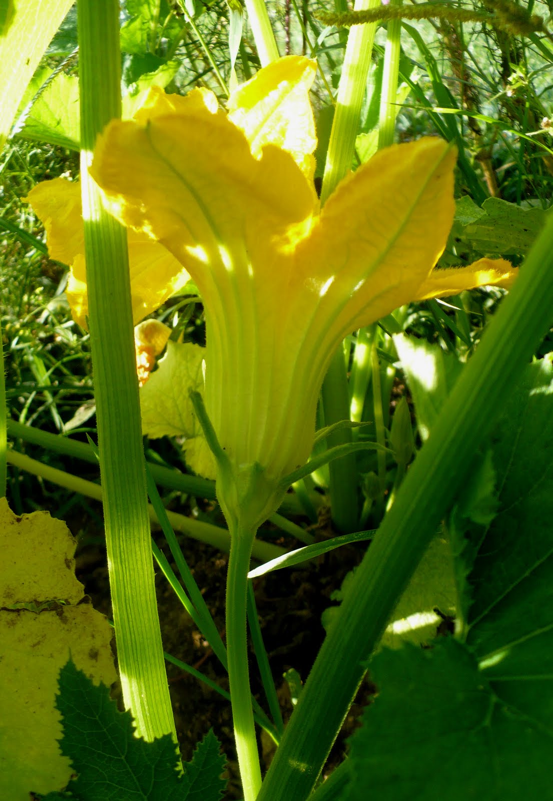 The Enchanted Tree: Stuffed Squash Blossoms.