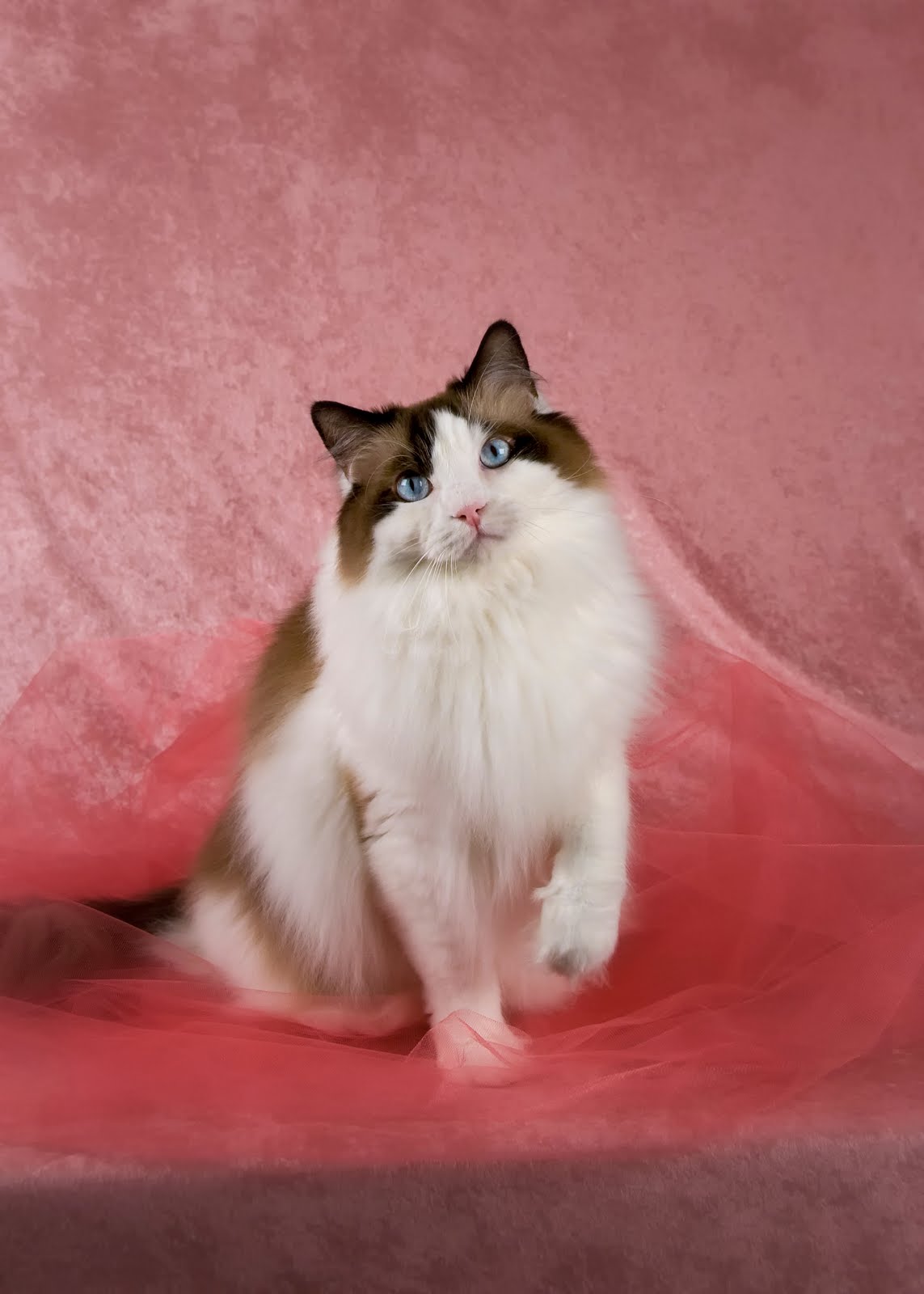 Audra Mitchell Photography: My Ragdoll Cats