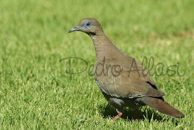 AVES DE AREQUIPA , Pedro Allasi: Palomas en Arequipa - II