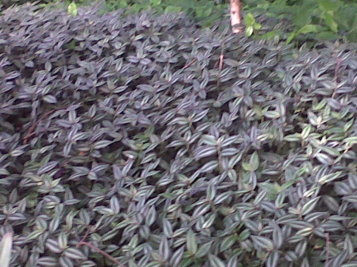 Equilibrio en Vida: junio 2010