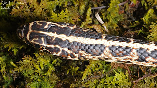 한국의 야생동물: Coluber spinalis 실뱀 Tape Snake