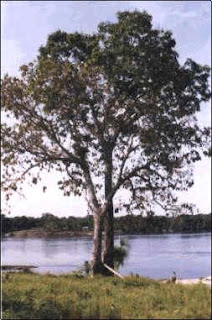 Plantas do Brasil