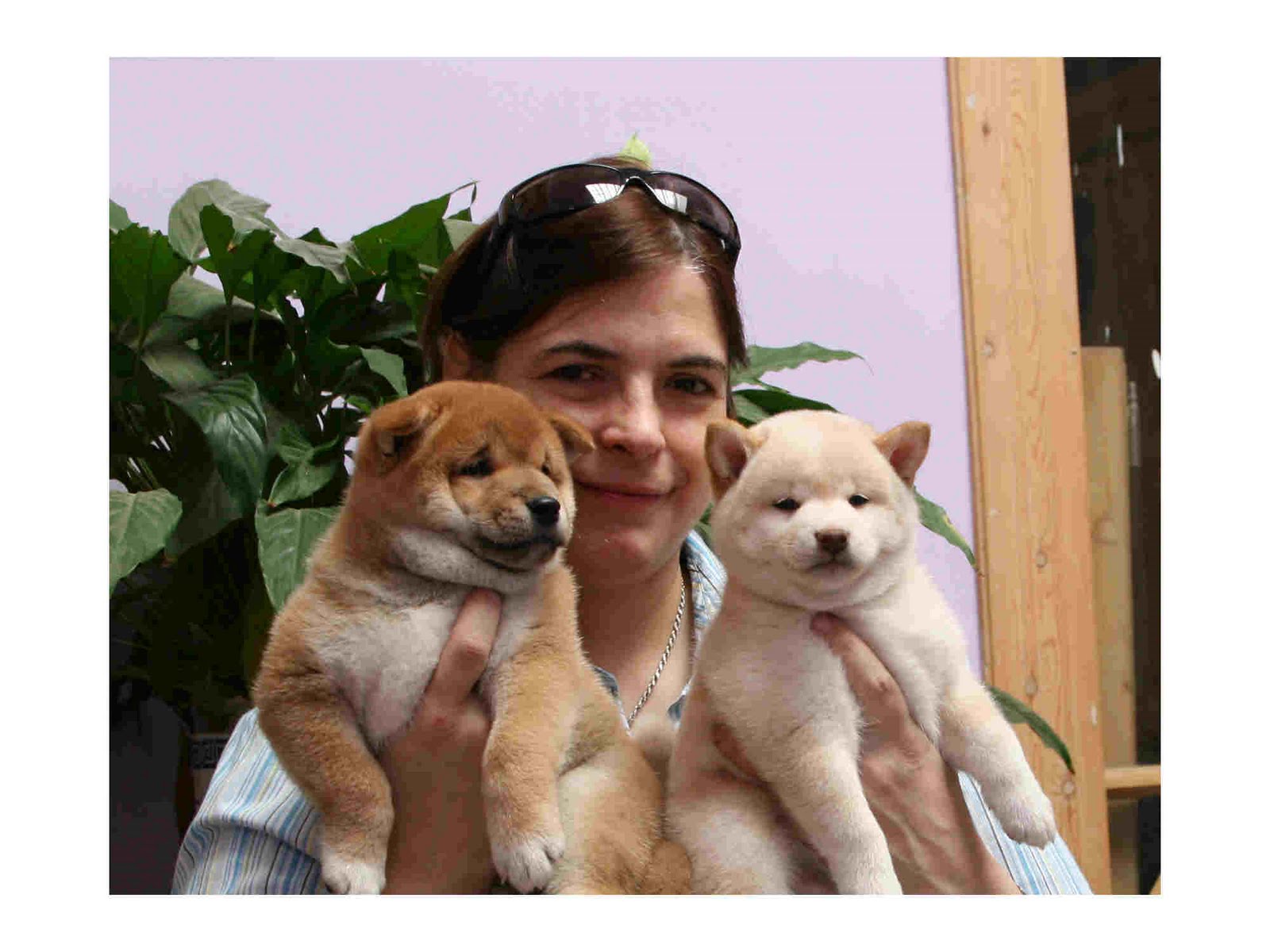 Shiba Inu Puppies for sale for Genetic Exchange - NAMIKO KENNEL: Bye ...