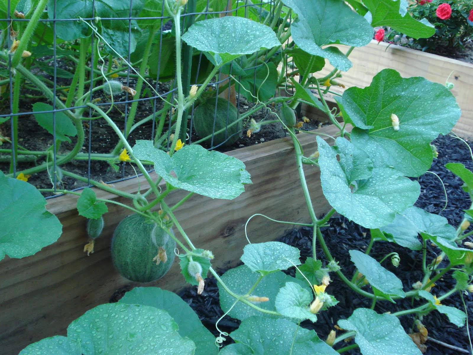 Debbie's Potager: The Melon Patch