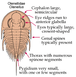 Biologia e Geologia: Trilobite olenellus