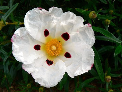 Flores no Tempo: EM LOUVOR DAS CINCO CHAGAS DE CRISTO