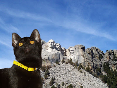 My life as a traveling kitten
