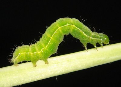 800 million: Caterpillar Movement