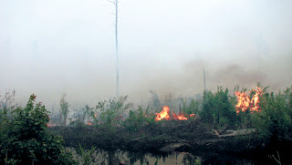 Virginia Wildfire Information and Prevention: Good Fire .... Bad Fire