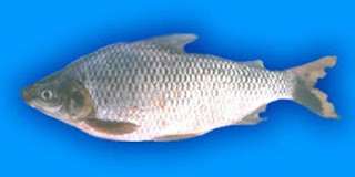 DISTRIPECES DEL LLANO: BOCACHICO (Prochilodus magdalenae)