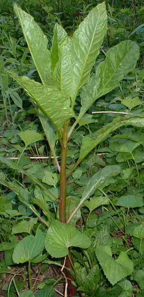 Maggie May USA: Polk, poke, pokeweed, polk salit, poke sallet ...
