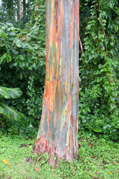 Fashion, Fun: Beautiful Natural Colored Tree