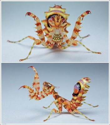 Weird Cool Things: Most Weird And Incredible Insect Photographs From ...