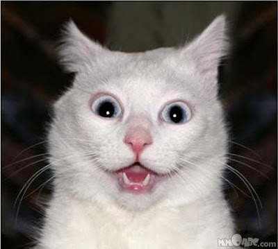 Funny Stuff: The Funny Things That Happen! Its Really Very Funny