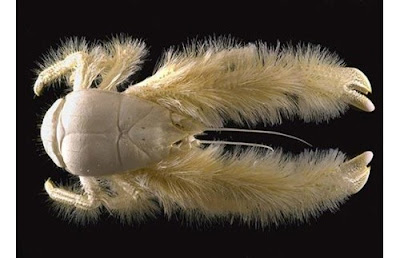 Weird Cool Things: World's Most Wired And Weirdest Animals