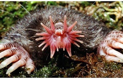 Weird Cool Things: World's Most Wired And Weirdest Animals