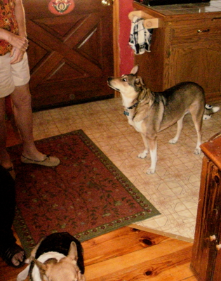 Corgi Country: The Old Bear Bed and Breakfast by Pippin