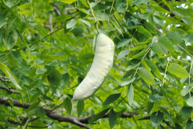Way Out In The Margin: Heritage: The Trees of Queen's Park