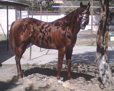 RANCHO LA ROSA, en San Carlos Tamaulipas, Mexico