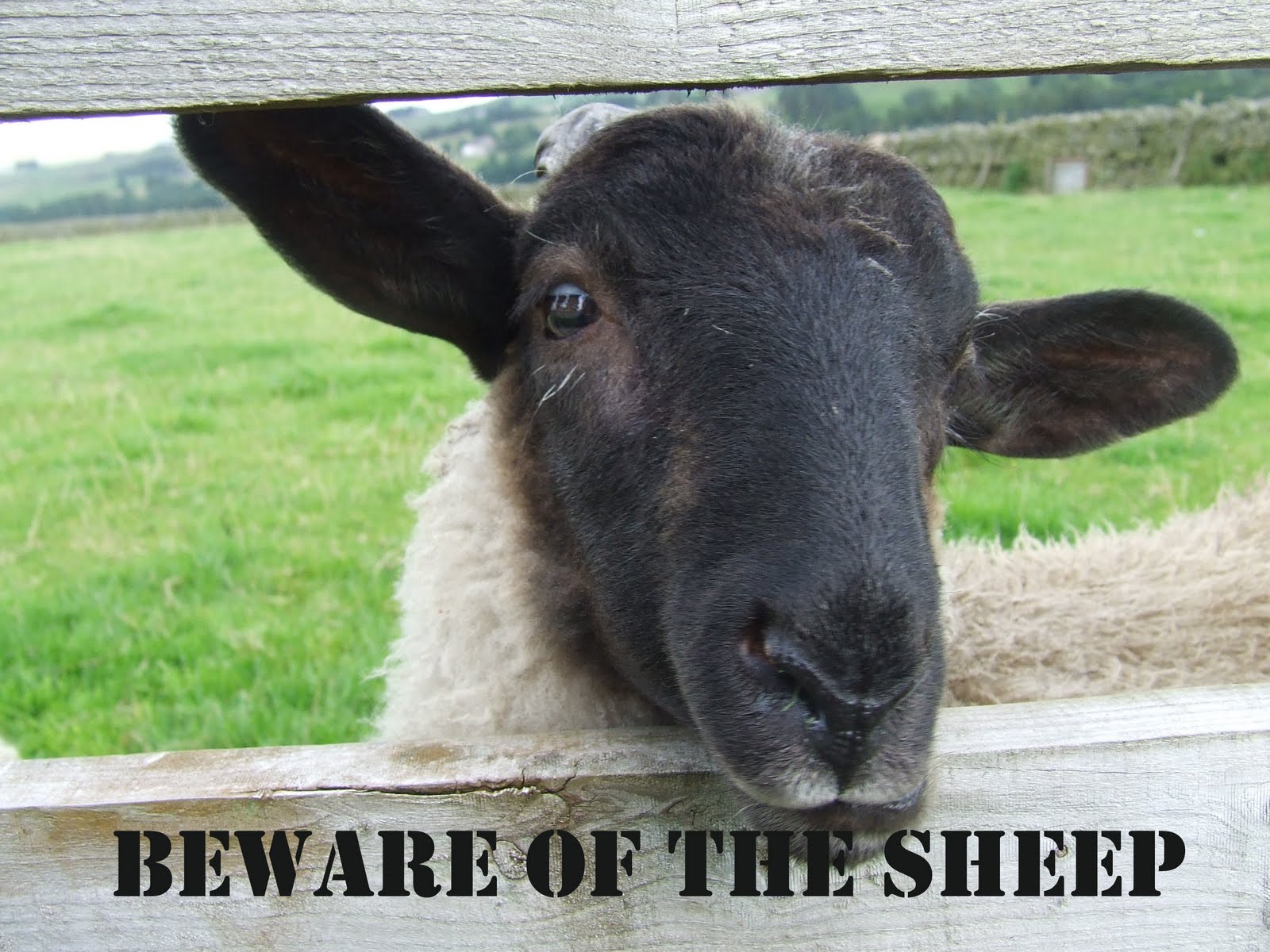 Alston Days: Beware of the Sheep