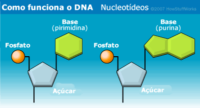 Bio-Trabalho: DNA