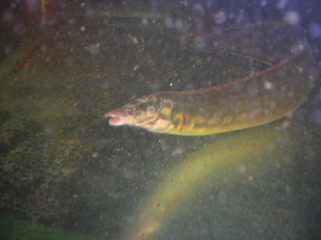 Koleksi Baru 24+ Gambar Ikan Sili