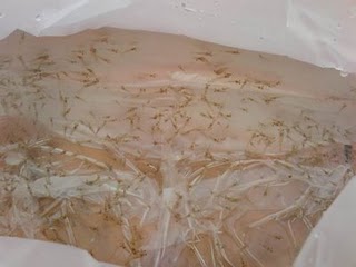 peternakkan: BENIH UDANG GALAH