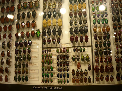 MAURITIUS ISLAND - Ile Maurice: Insects Collection