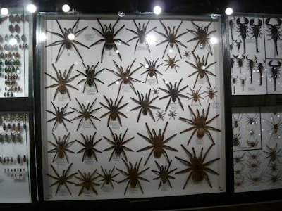 MAURITIUS ISLAND - Ile Maurice: Spider Collection