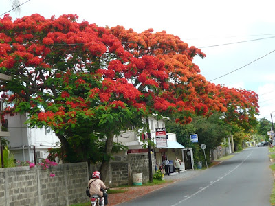 MAURITIUS ISLAND - Ile Maurice: Flamboyant Tree