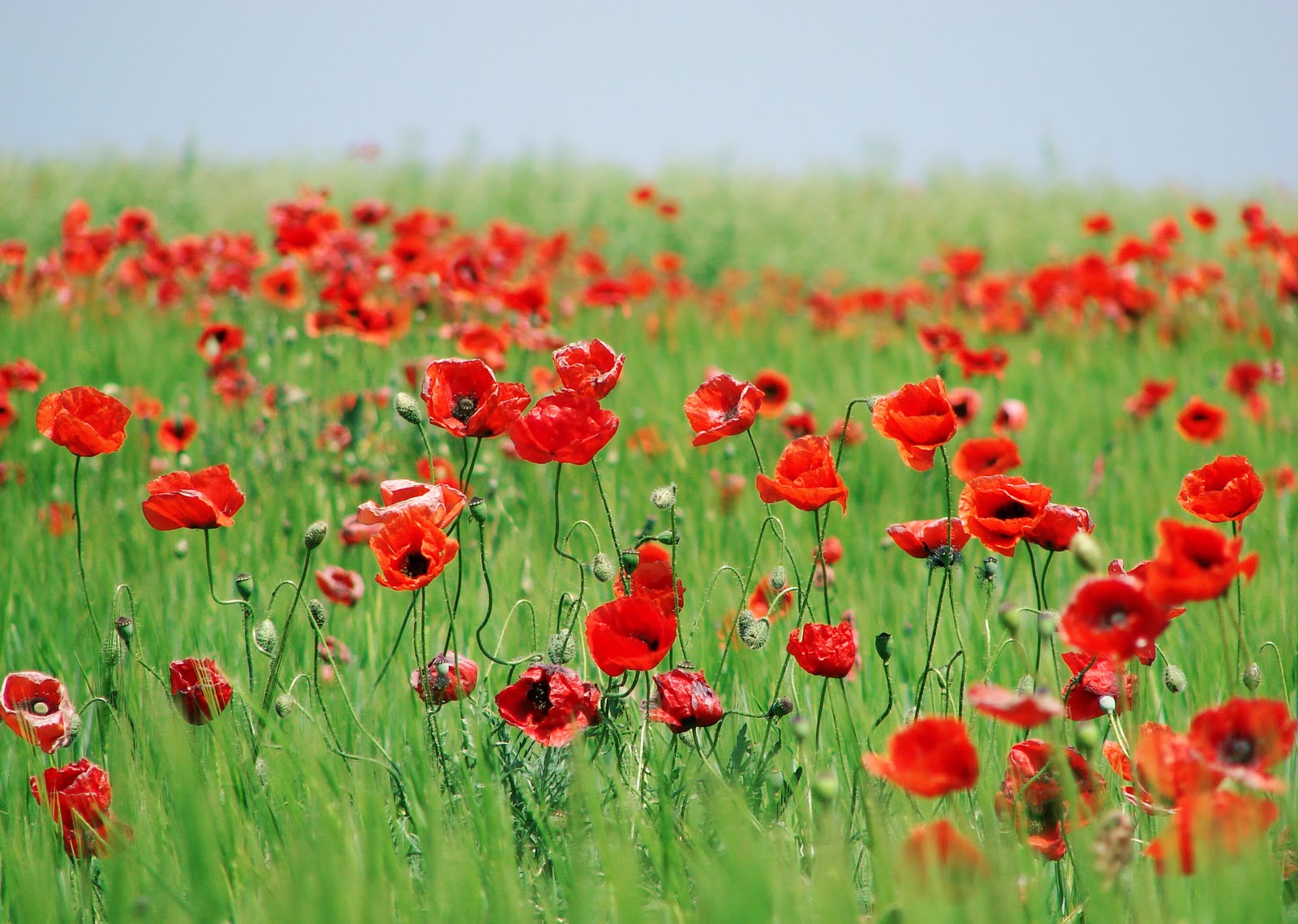 St. Pete's Rock: In Flanders Fields
