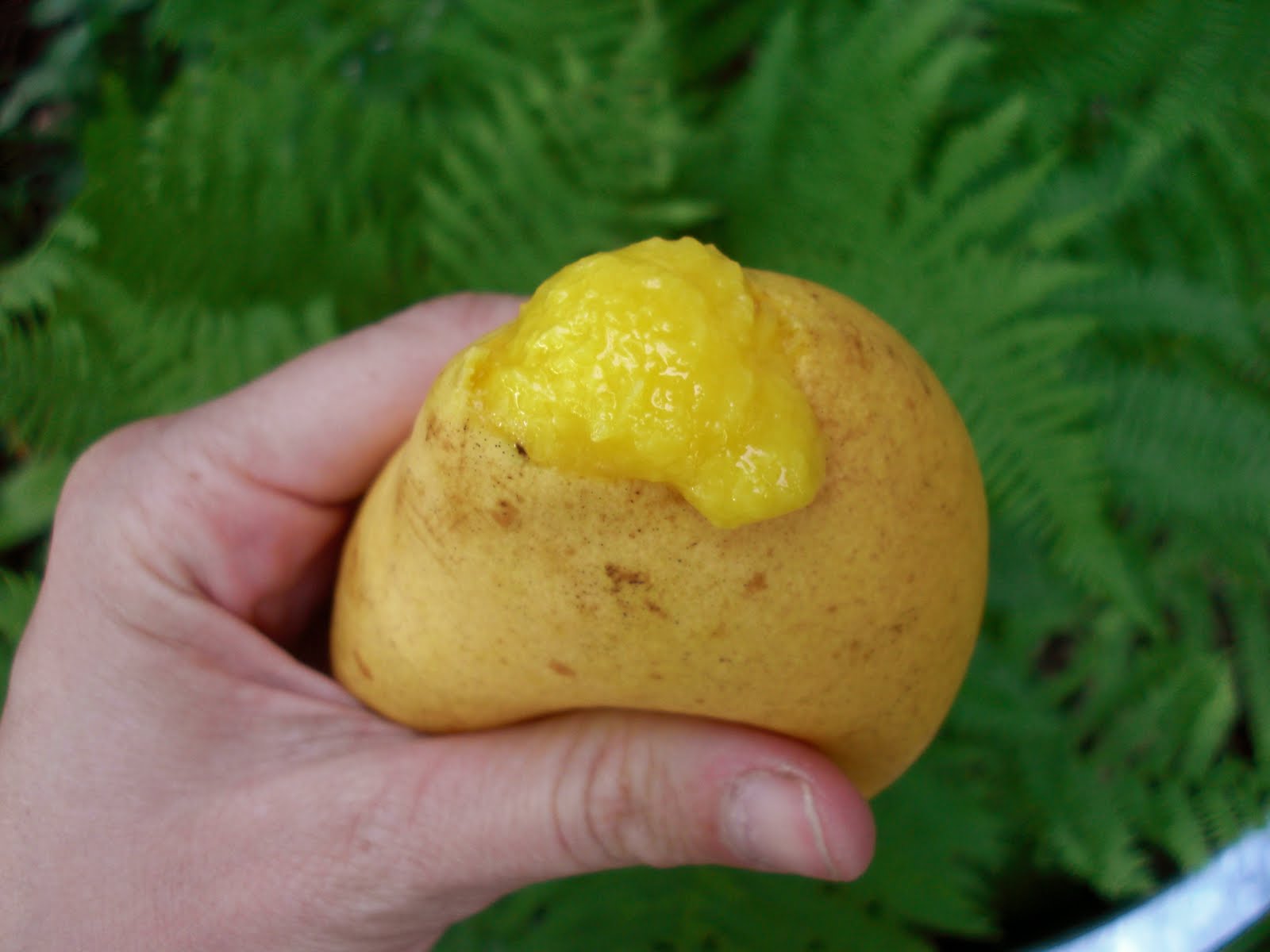 Tagan's Kitchen: Mango Squish