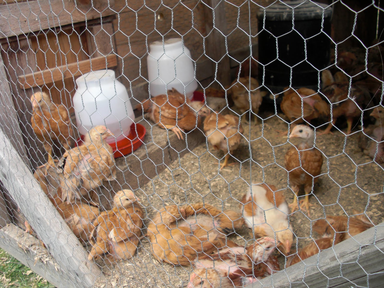 Tagan's Kitchen: City Dwellers Getting Their Farm Fix