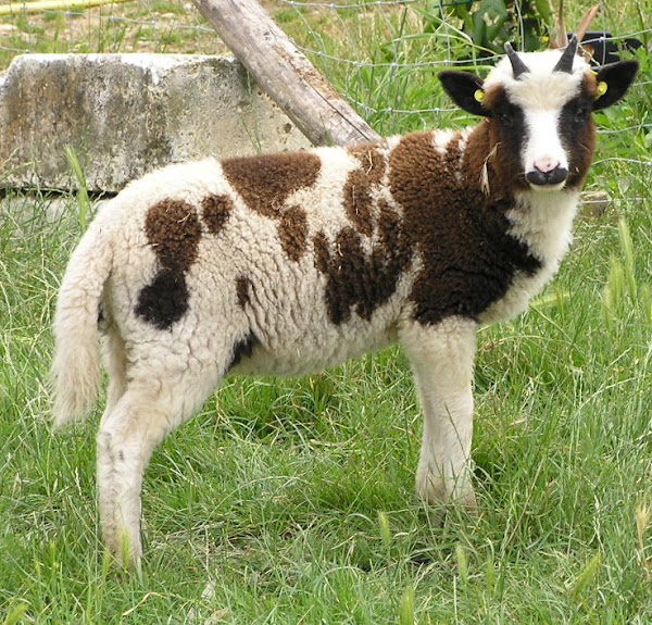 Mouton de Jacob, en FRANCE ;Jacob sheep, park sheep, piebald sheep