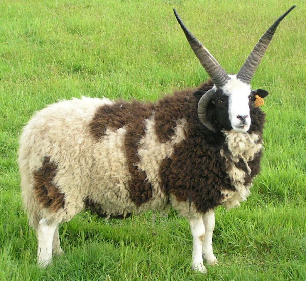 Mouton de Jacob, en FRANCE ;Jacob sheep, park sheep, piebald sheep