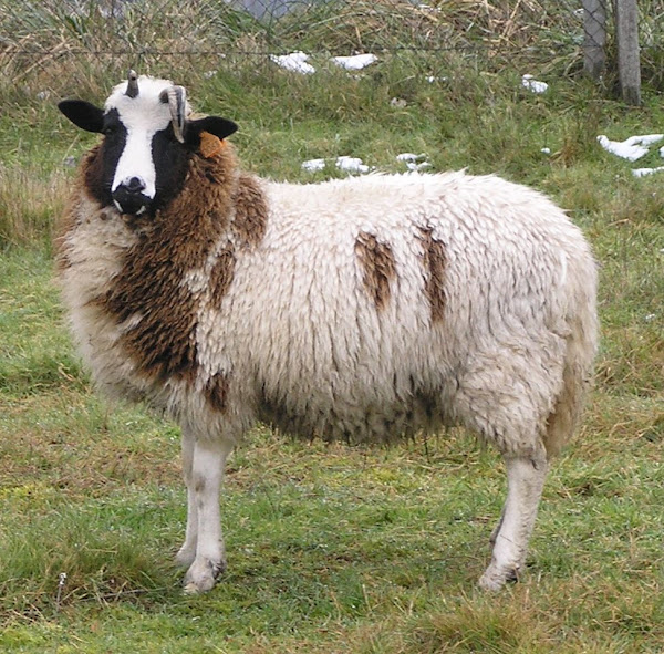 Mouton de Jacob, en FRANCE ;Jacob sheep, park sheep, piebald sheep