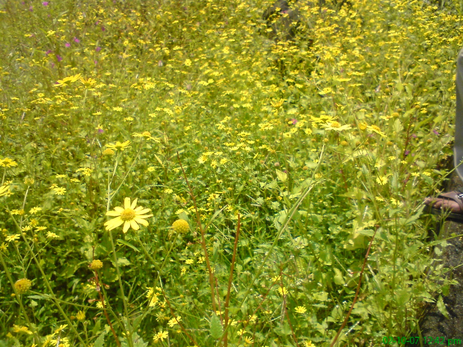 Sahyadri Mountain-Ghat Photos: Varandha Ghat 3