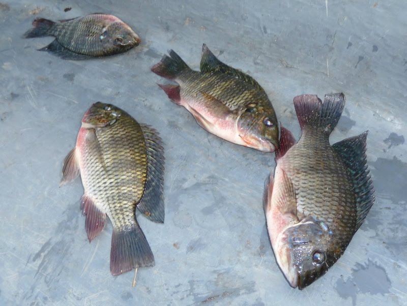 Sam and Phil's Big Adventure: Okavango Delta, Botswana