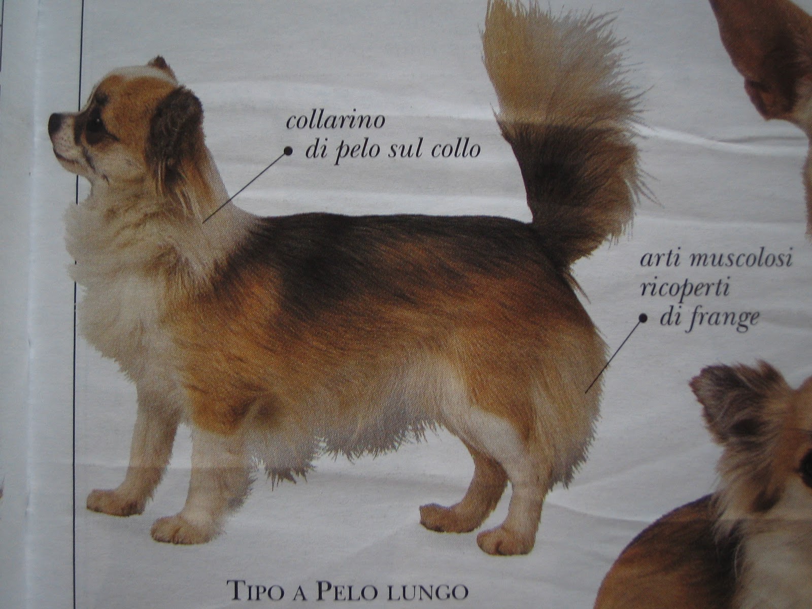 FUFINA&ANIMALI: CHIHUAHUA FUFINA&ANIMALI: CHIHUAHUA