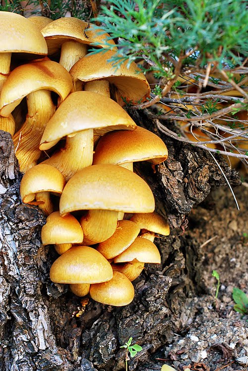 Pretty Ditty: Thanksgiving and winners