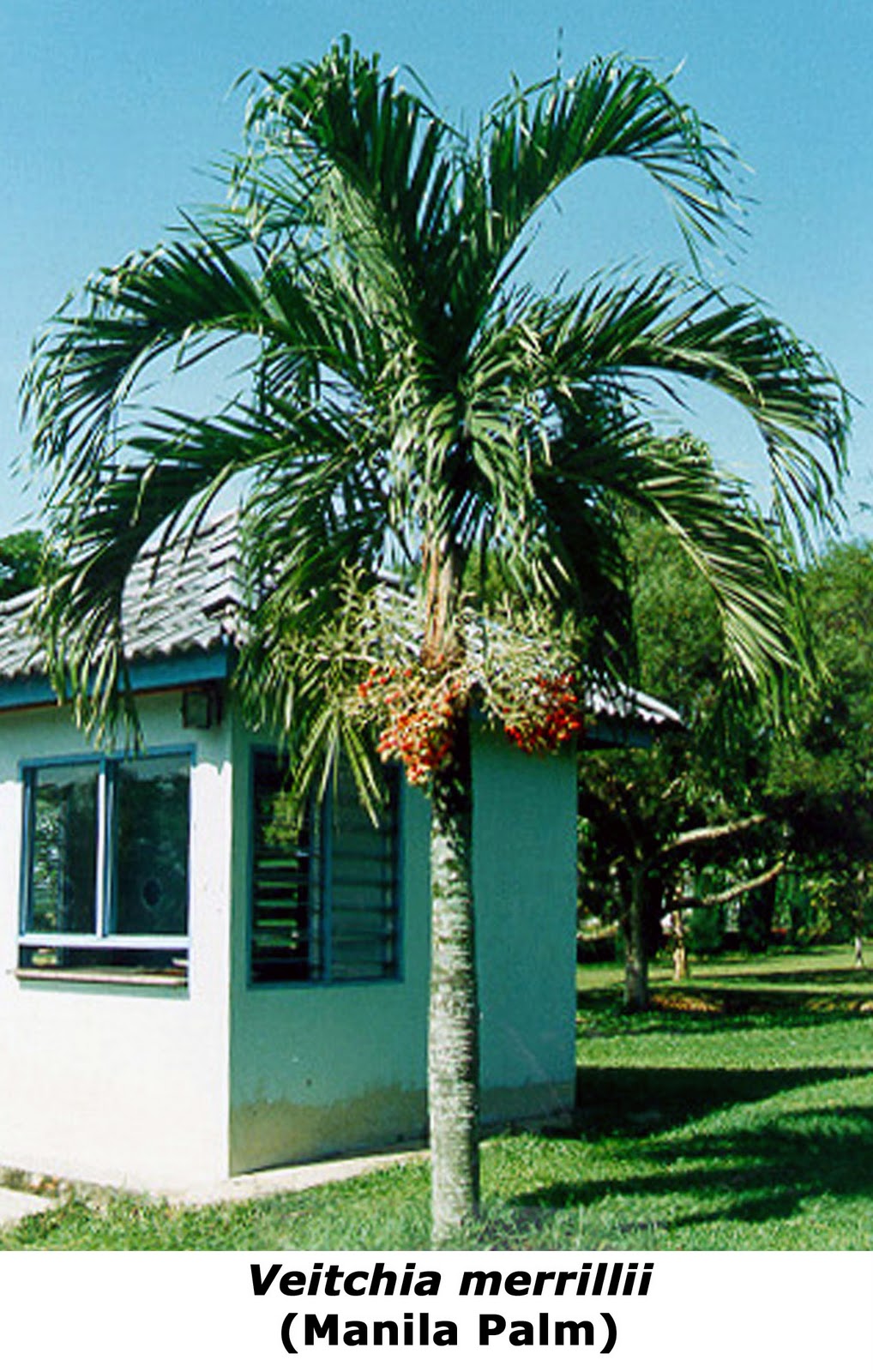 buildfun: PALM-Veitchia merrillii