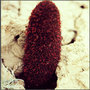 Mentalk Candy, Permen kopi Ginseng, tribulus dari padang pasir: Isi ...