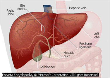 NuRsiNg ZoNe (Nirwana_9187): AnAtOmY oF HEPAR