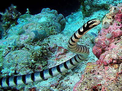 Tachimira: Serpientes marinas